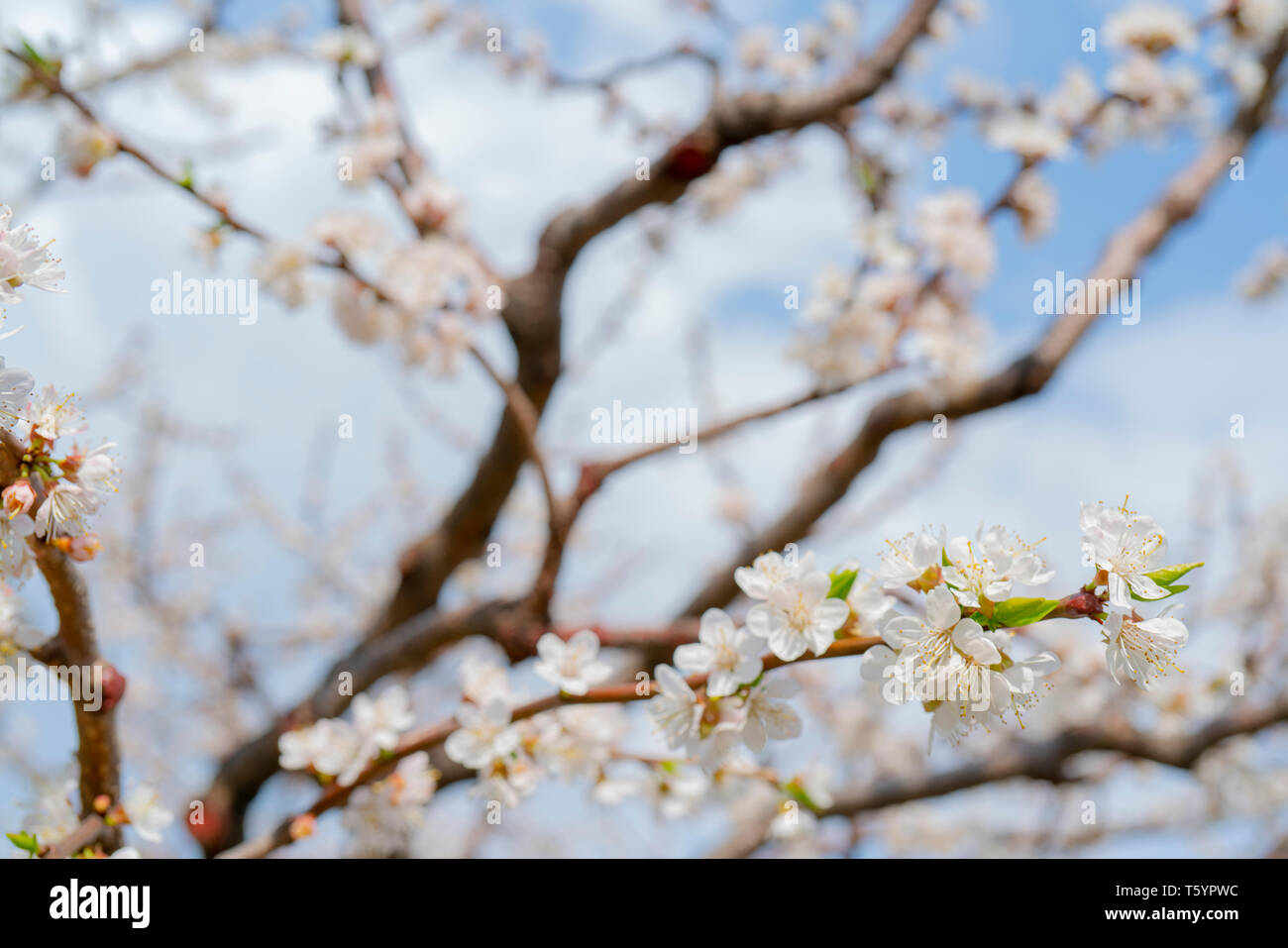 Spring flowering of apricot tree. Background for a festive wedding card ...