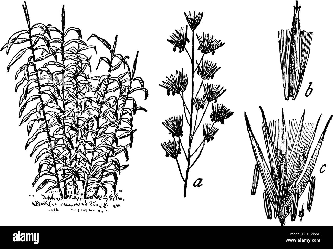 This is a image of Giant Reed and is tall grass these leaves are very ...