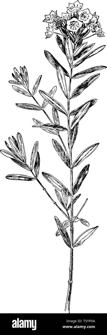 Pale Laurel is in the family Ericaceae. They are flowering plant ...