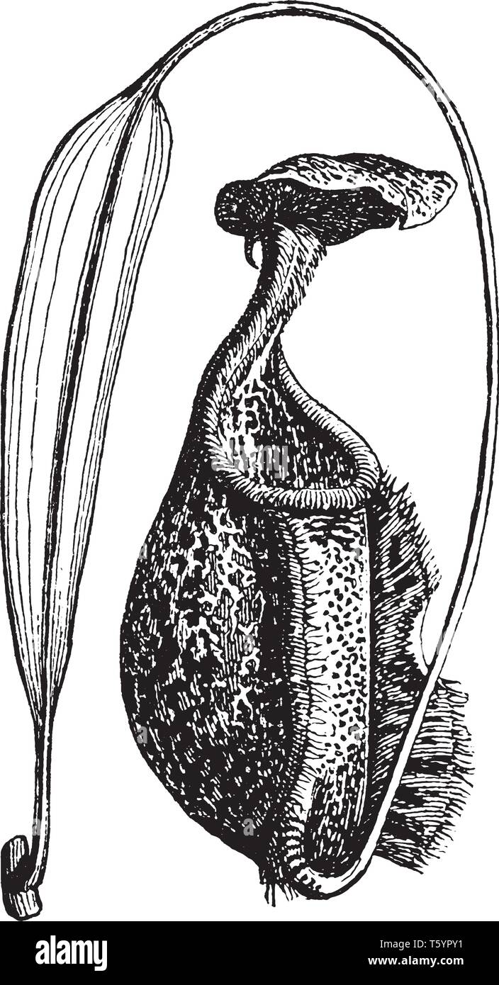 Ascidium is a genus of simple ascidians. The plant is organ shaped like ...