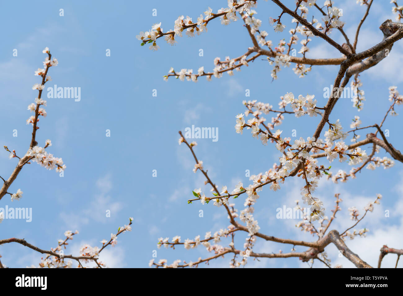 Spring flowering of apricot tree. Background for a festive wedding card ...