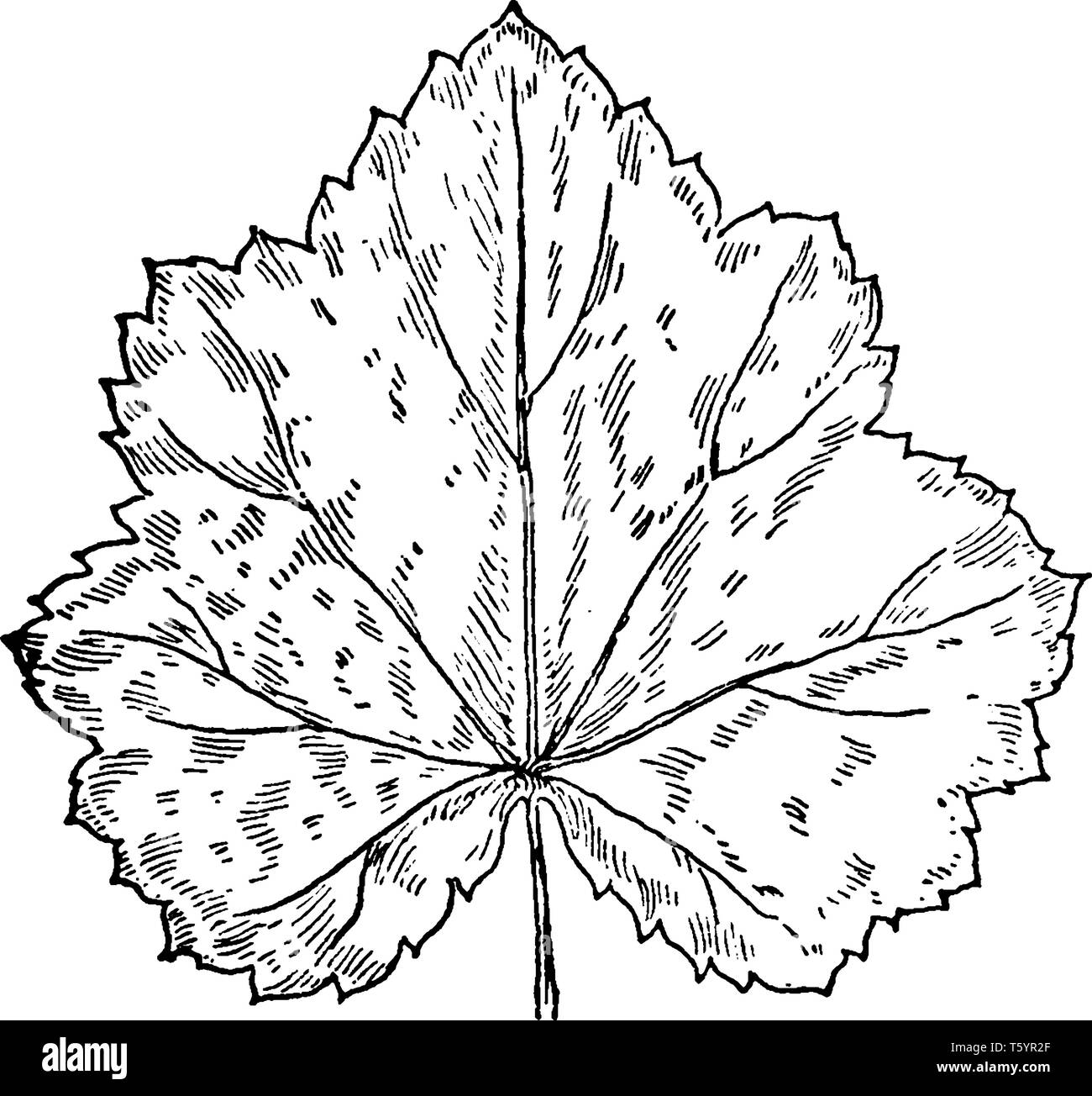 Heuchera leaves Stock Vector Images - Alamy