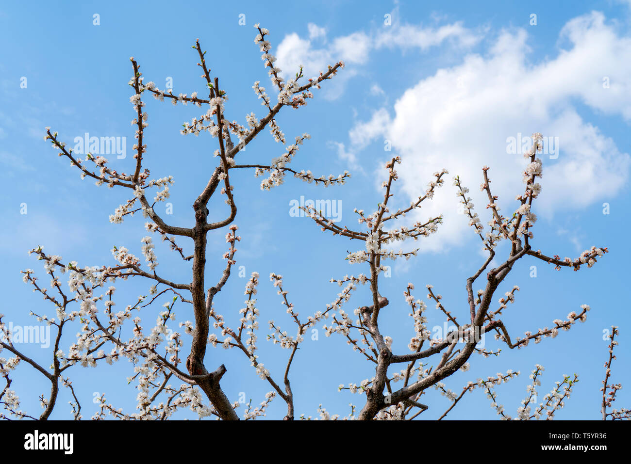 Spring flowering of apricot tree. Background for a festive wedding card ...