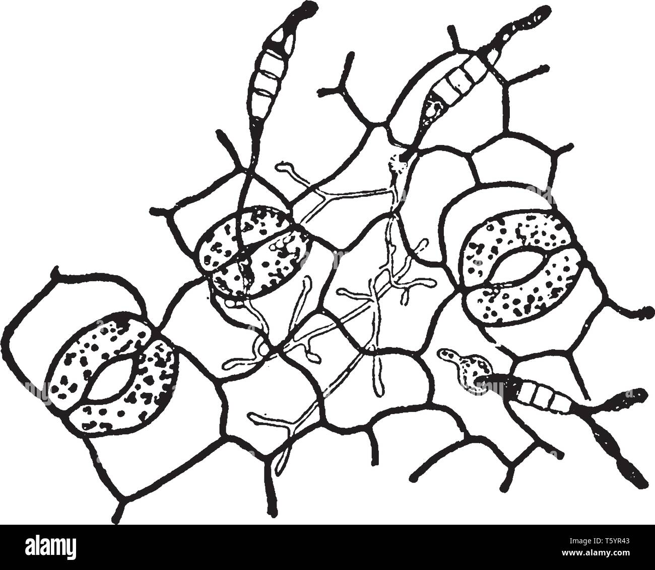 This pictures showing a diagram of fungi, vintage line drawing or ...