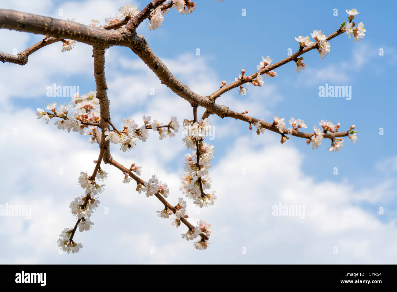 Spring flowering of apricot tree. Background for a festive wedding card ...