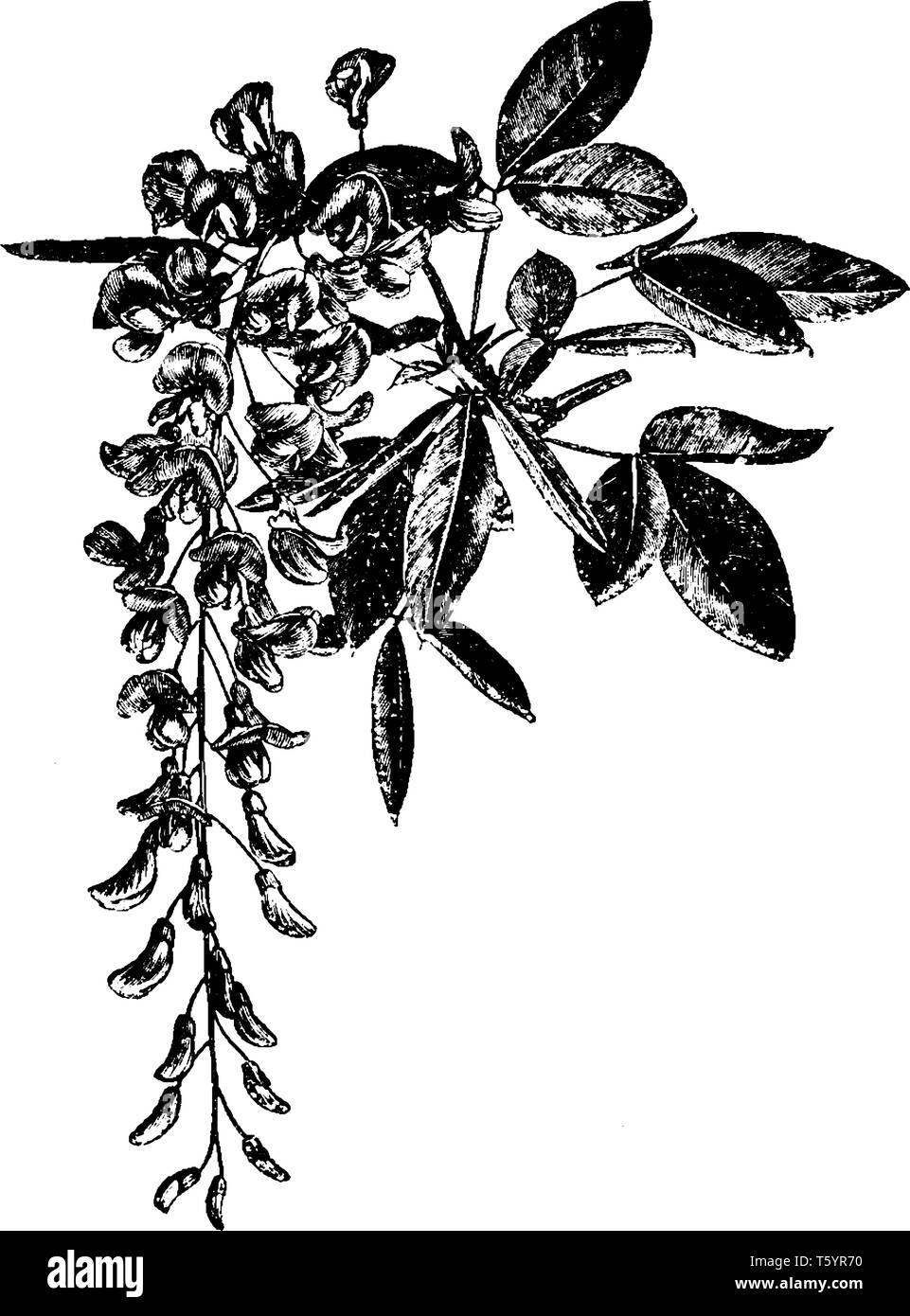 Laburnum in flower Stock Vector Images - Alamy