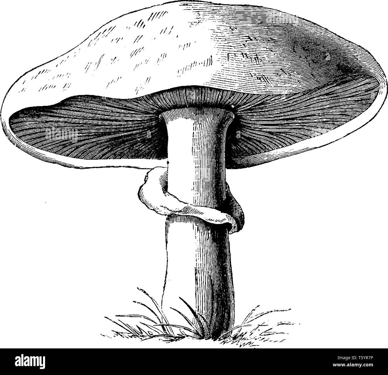 Convex mushroom cap Stock Vector Images - Alamy