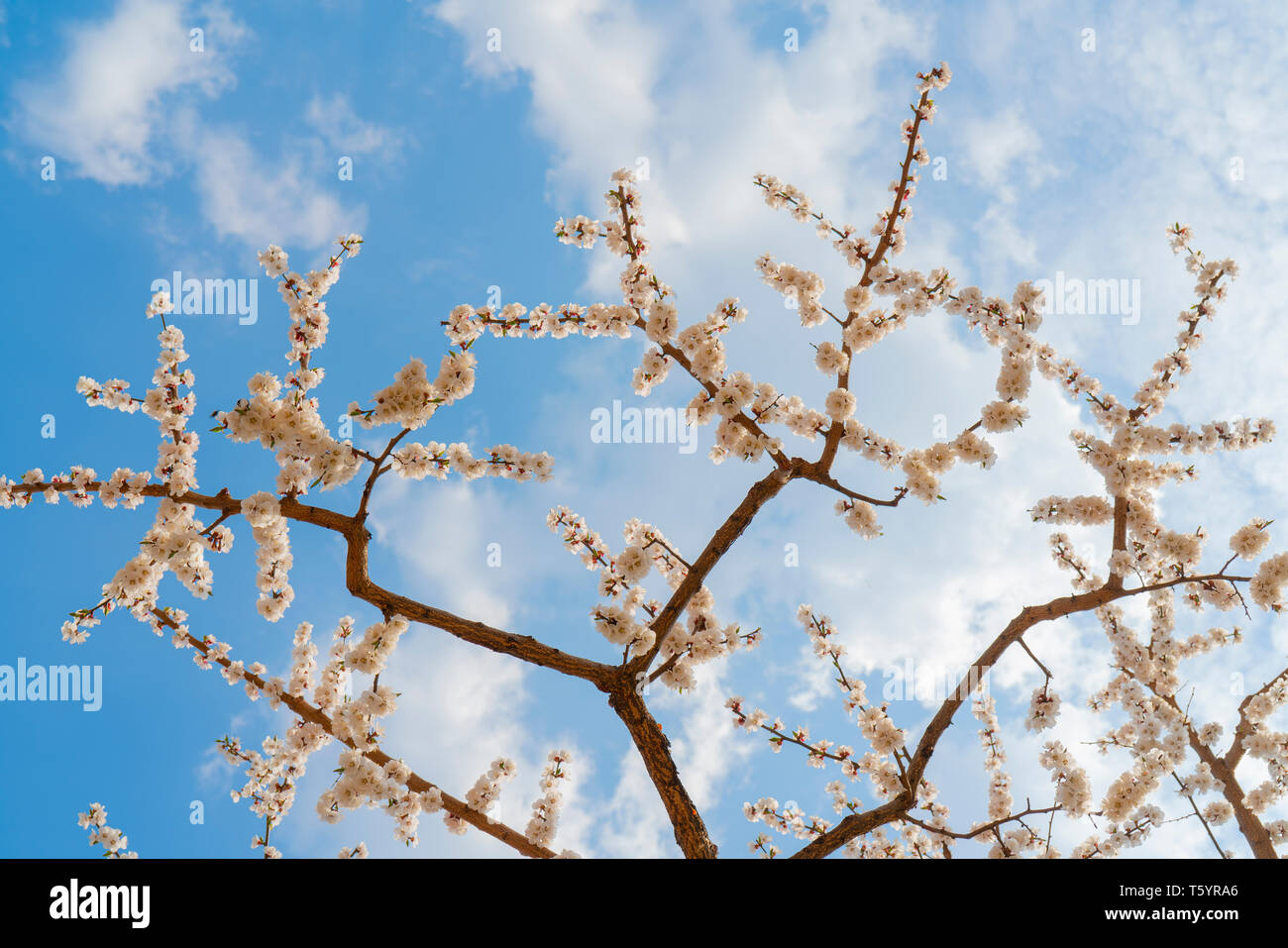 Spring flowering of apricot tree. Background for a festive wedding card ...