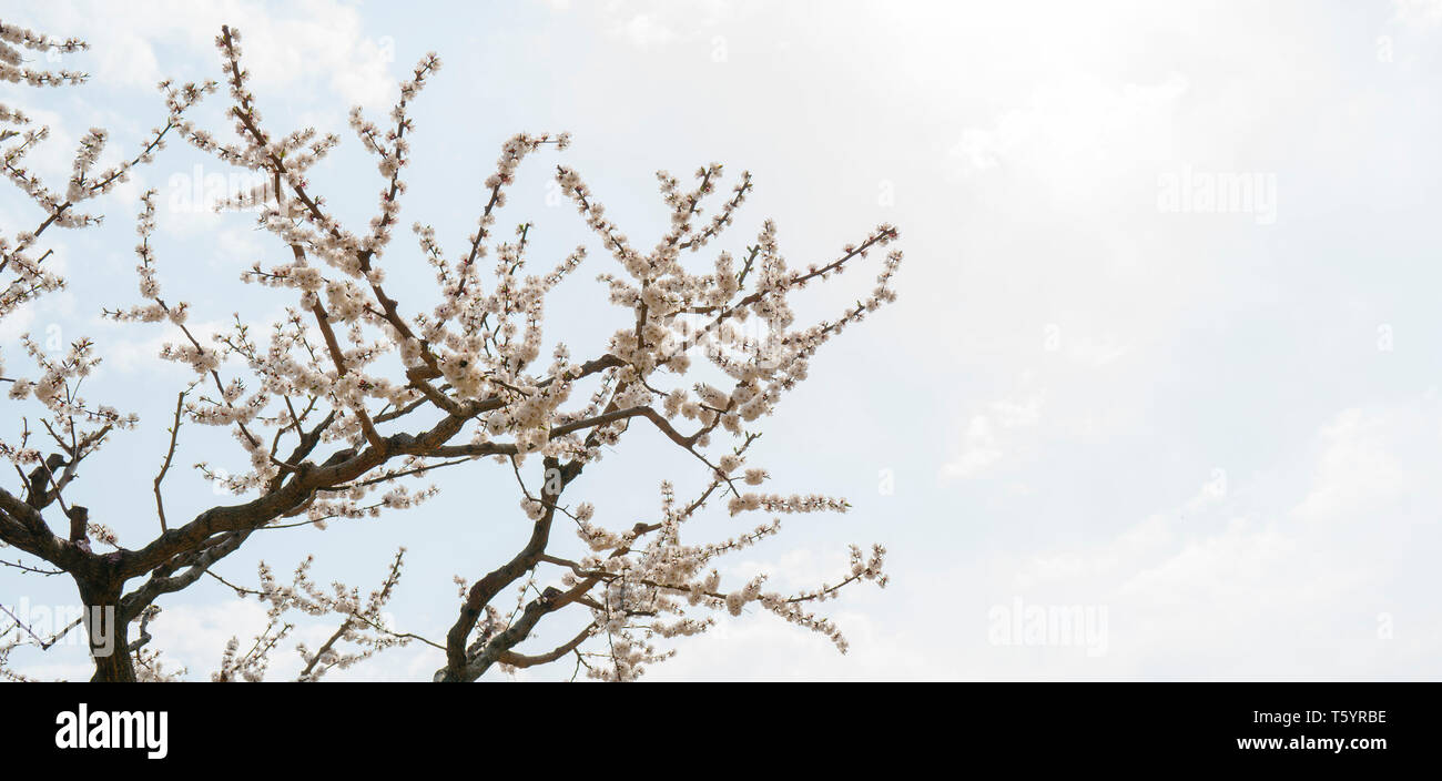 Spring flowering of apricot tree. Background for a festive wedding card ...