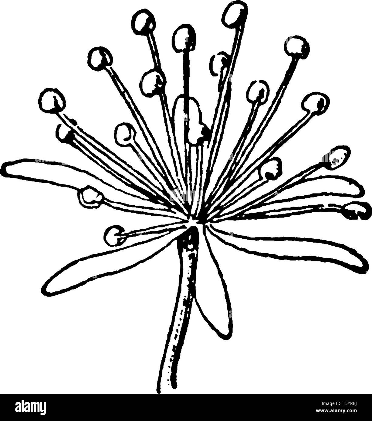 White blooming flower on Black and White Stock Photos & Images - Alamy