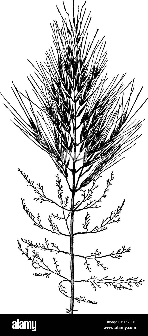 Indian Grass Drawing