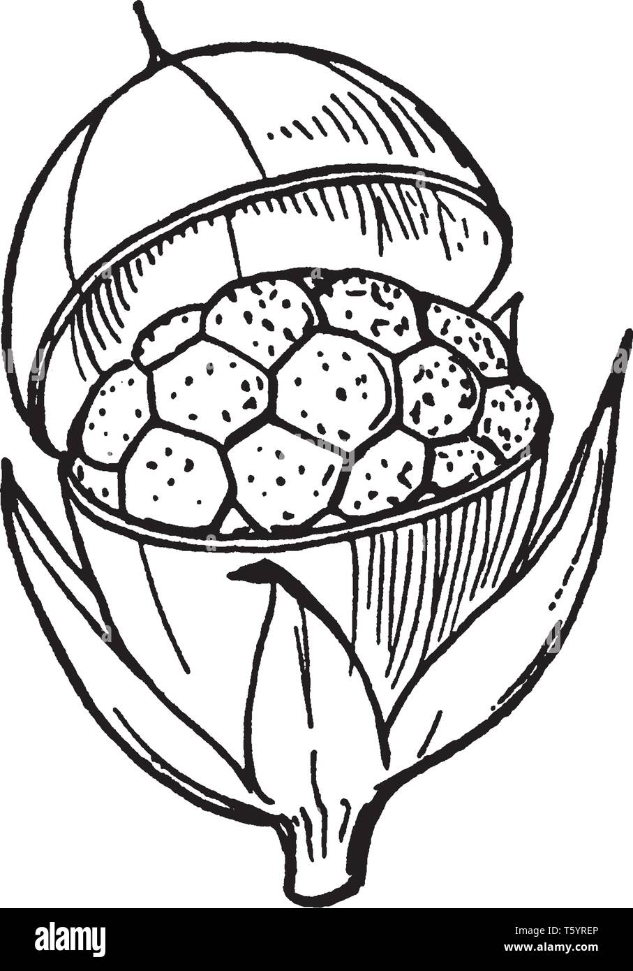 Splits showing Stock Vector Images - Alamy