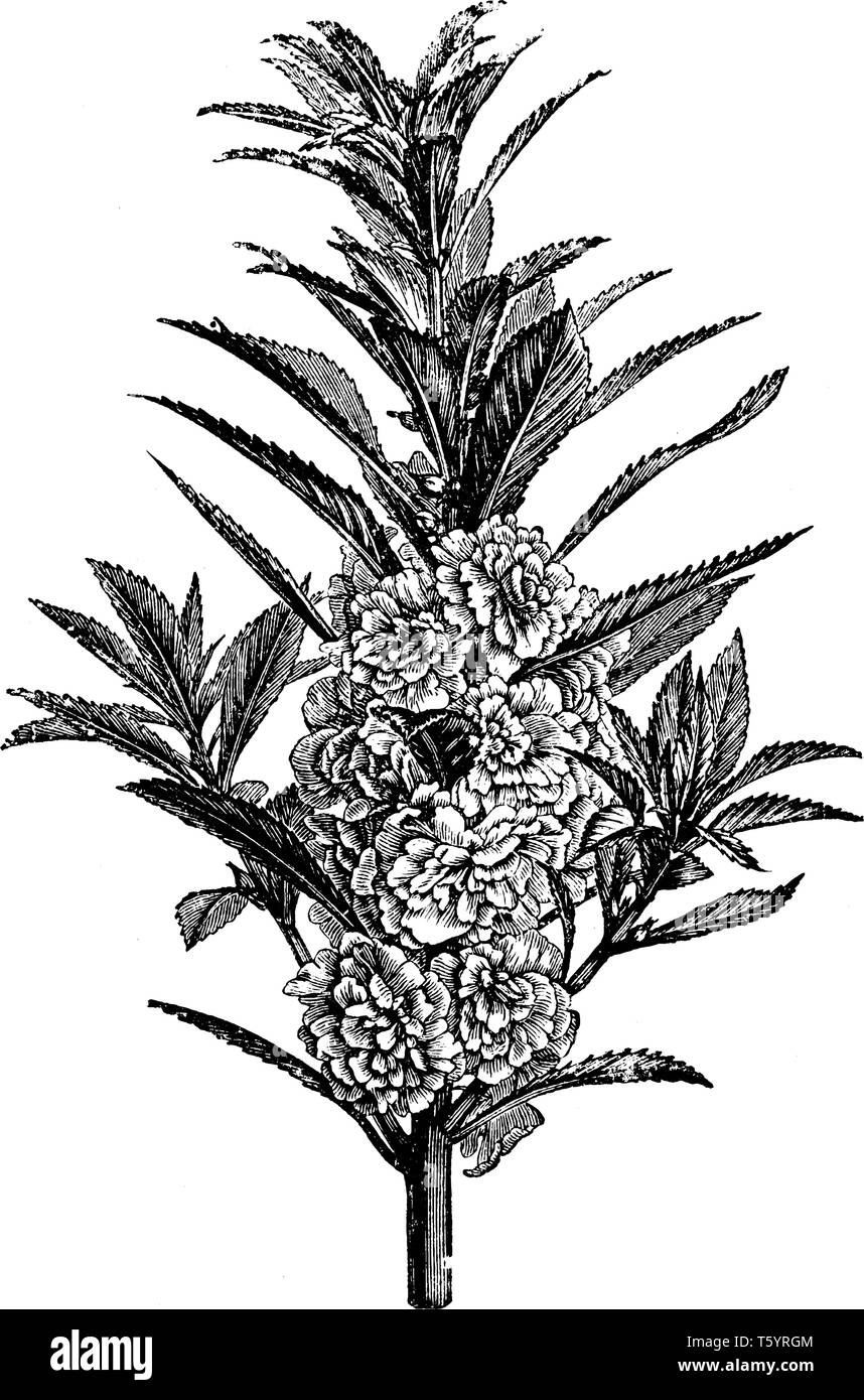 Red asia Stock Vector Images - Alamy