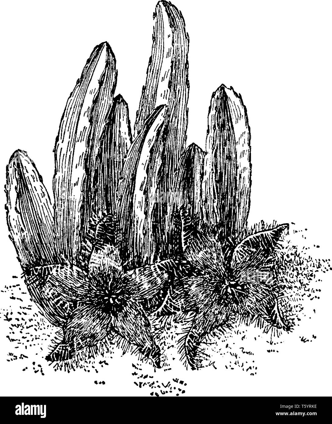 Stapelia Grandiflora is a tufted cactus-like plant with large and showy ...