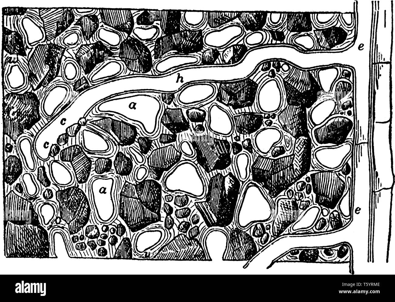 This picture showing a root in soil. It shows growing process of root ...