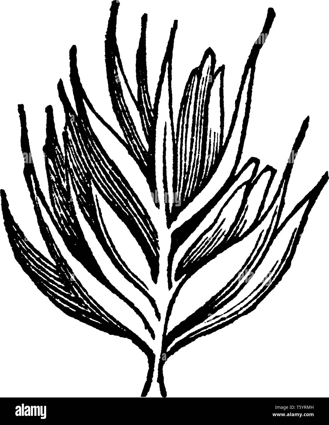 Look d Black and White Stock Photos & Images - Alamy