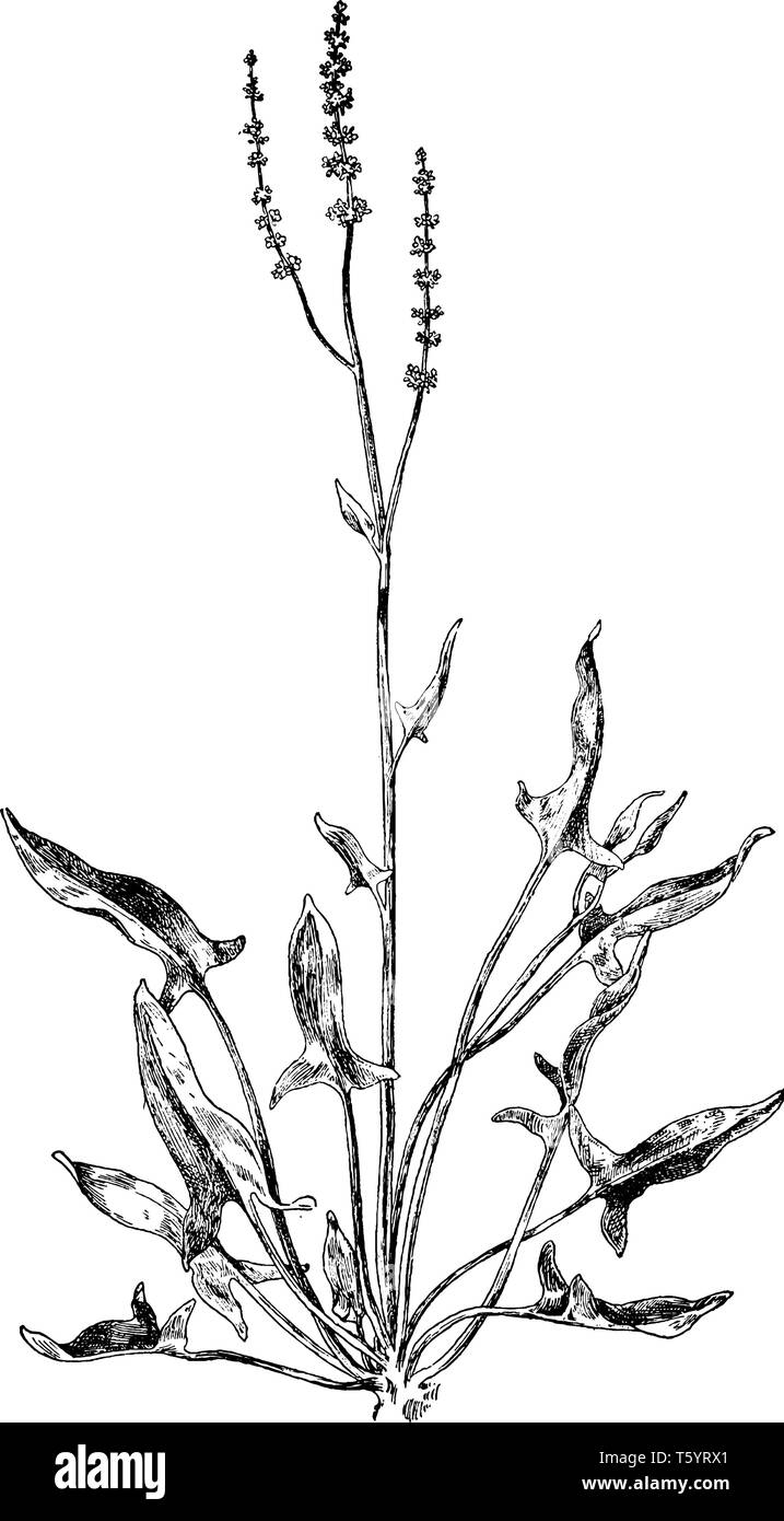 Plant sorrel Black and White Stock Photos & Images - Alamy