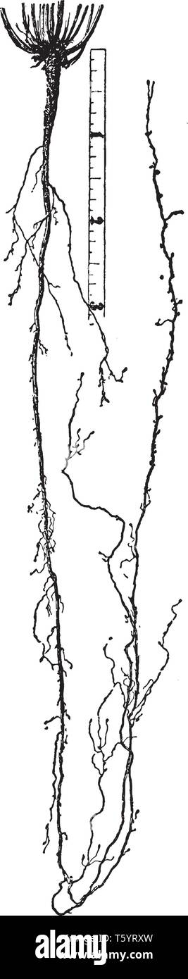 This image is showing a Red clover root. This root is very long and ...