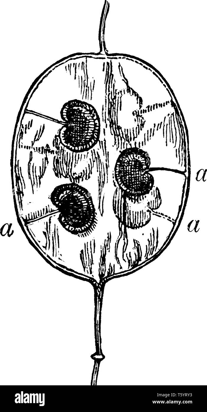 A picture showing Funicle of Lunaria Pod which is the stalk of an ovule ...