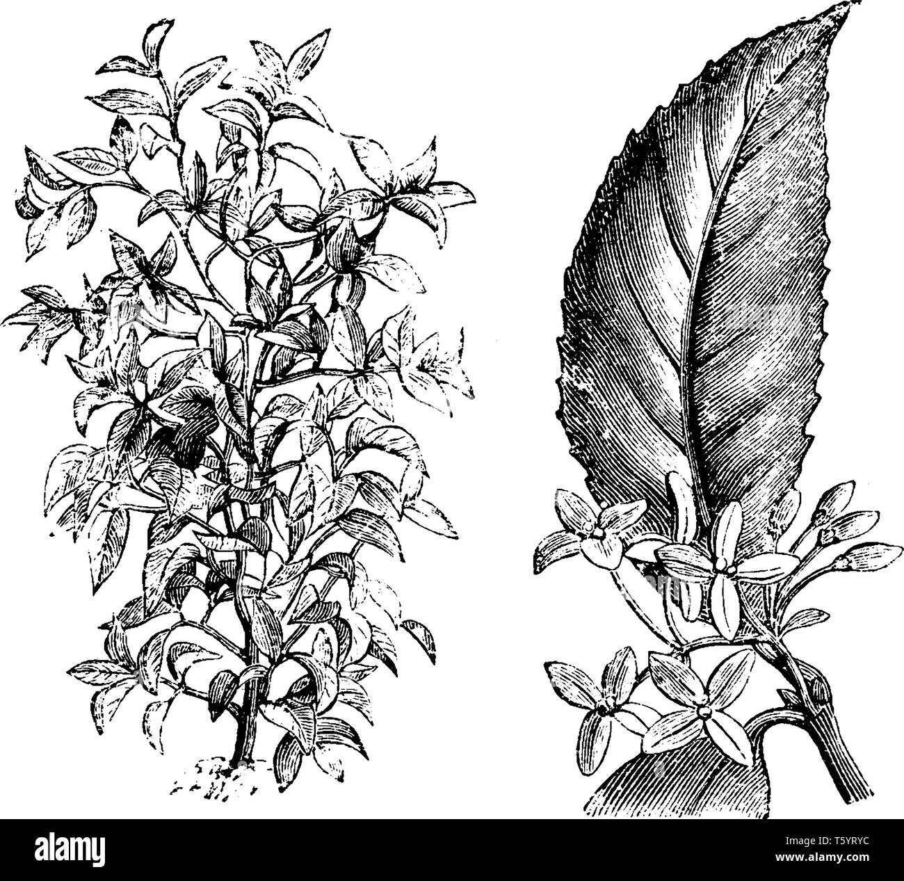 June painting Black and White Stock Photos & Images - Alamy