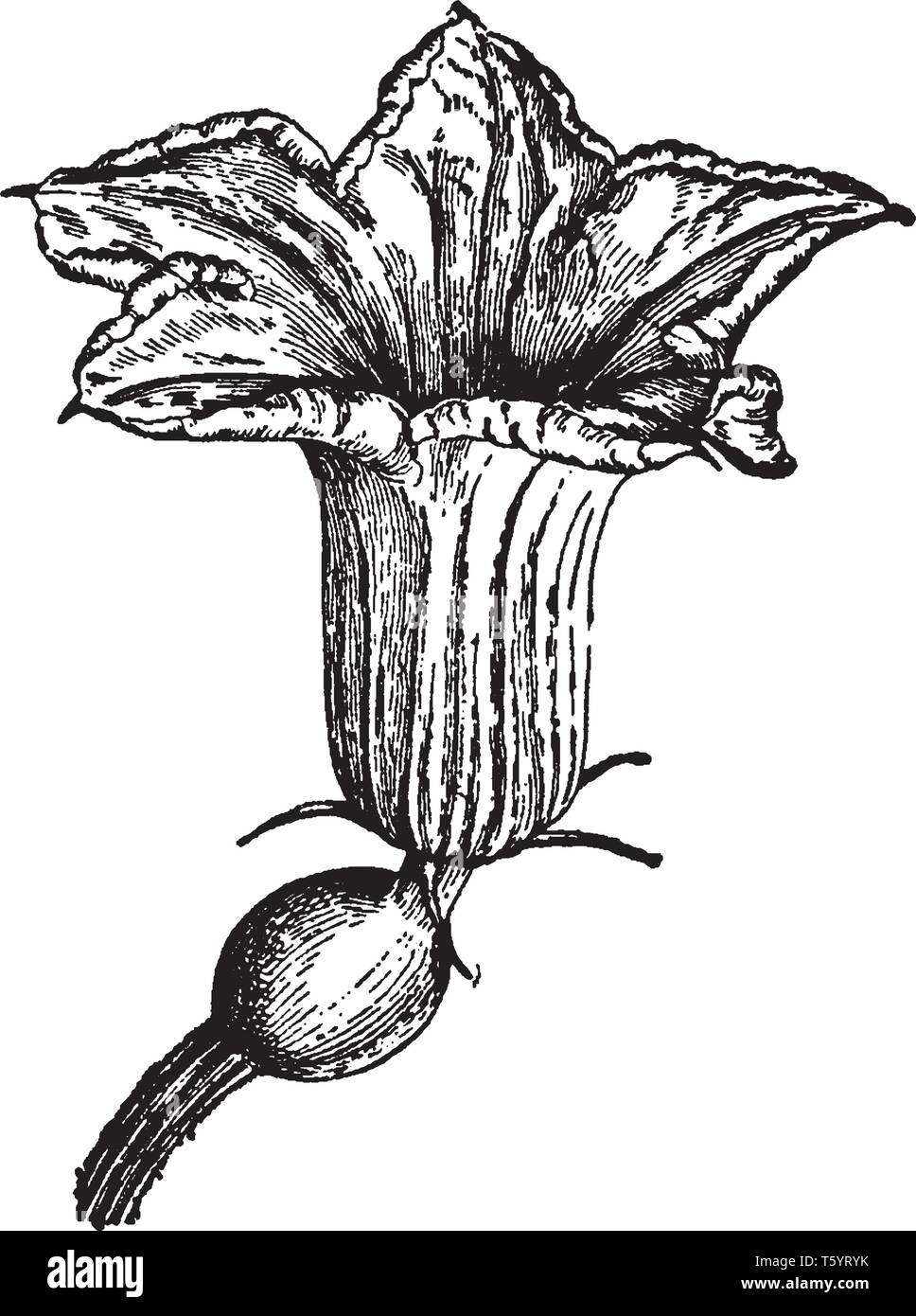 Spherical squash Stock Vector Images - Alamy