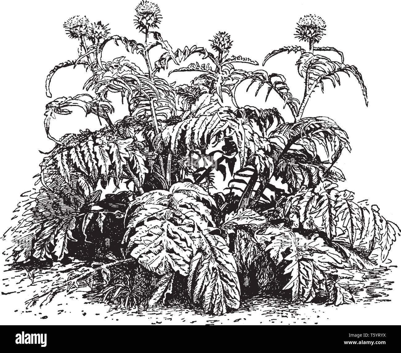 Plant stem buds in Cut Out Stock Images & Pictures - Alamy