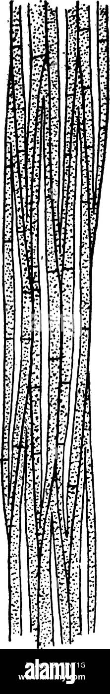 Cell fibers Stock Vector Images - Alamy