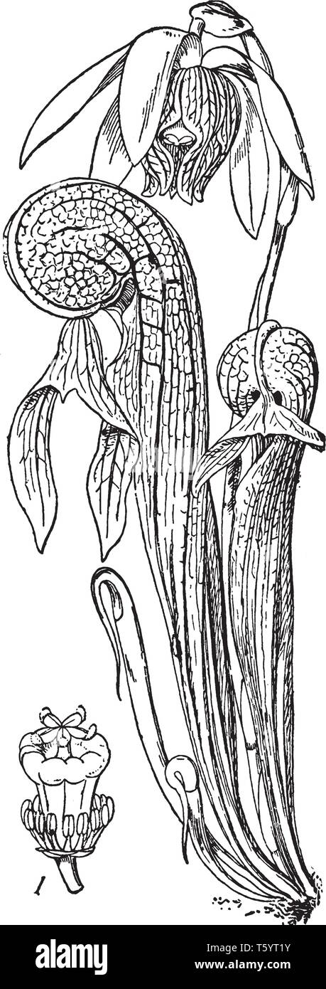 A picture showing stigma and pistal part of Darlingtonia Californica ...