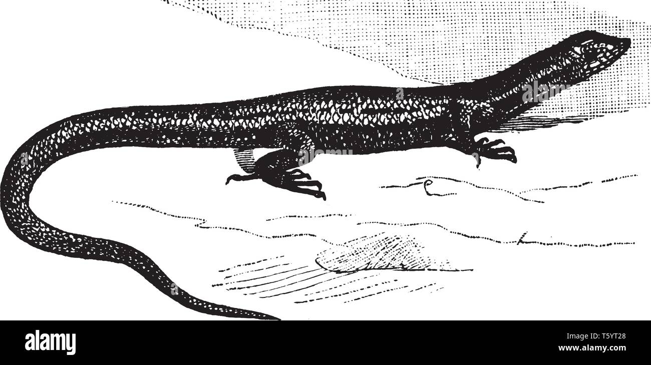 Skinks Stock Vector Images - Alamy