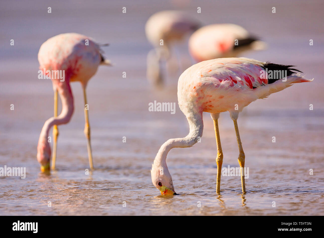 Andean flamingos (Phoenicoparrus andinus Stock Photo - Alamy