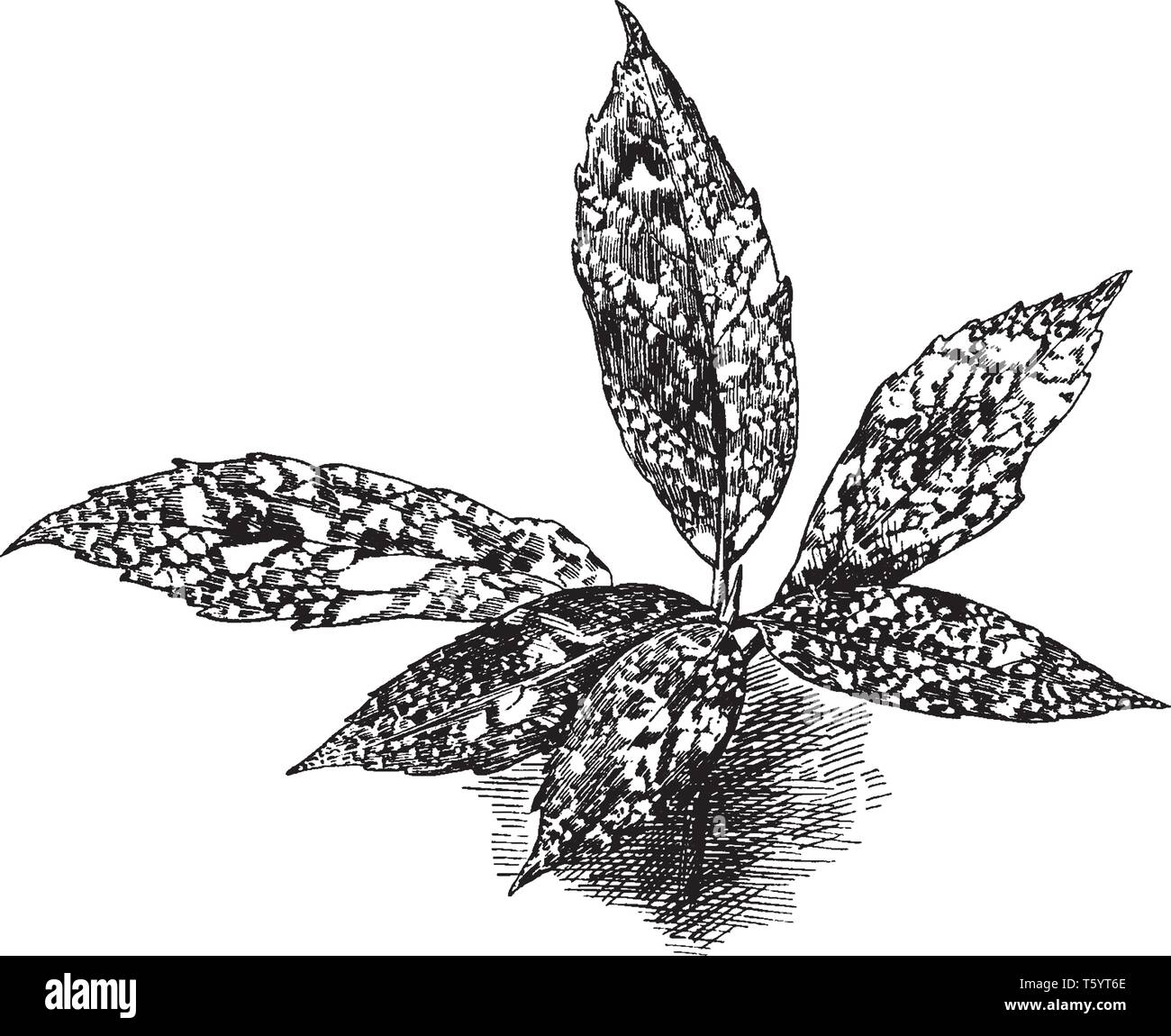 This is spotted on leaves, the leaves are arranged opposite, broad ...