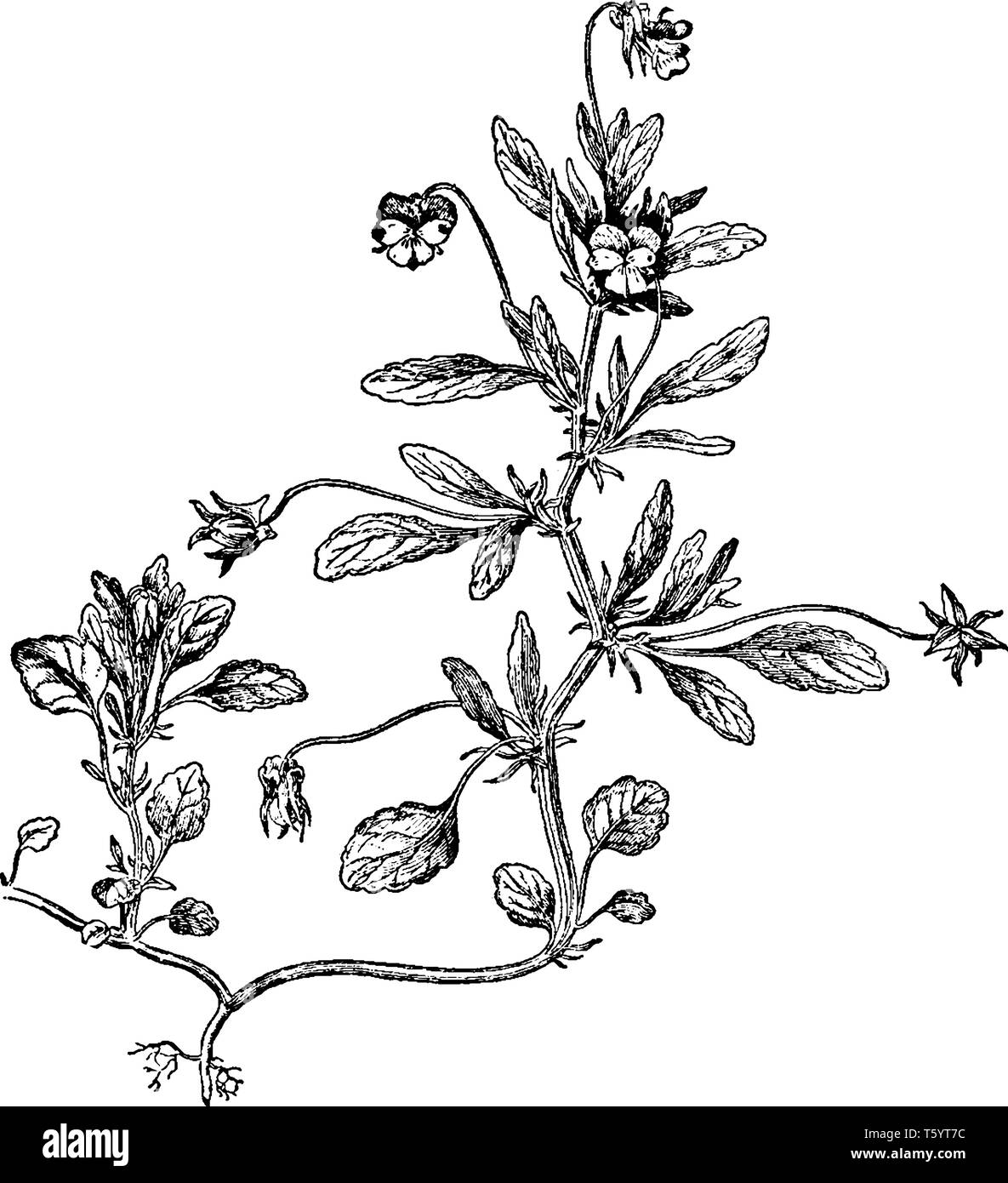 White flowers petals in Black and White Stock Photos & Images - Alamy