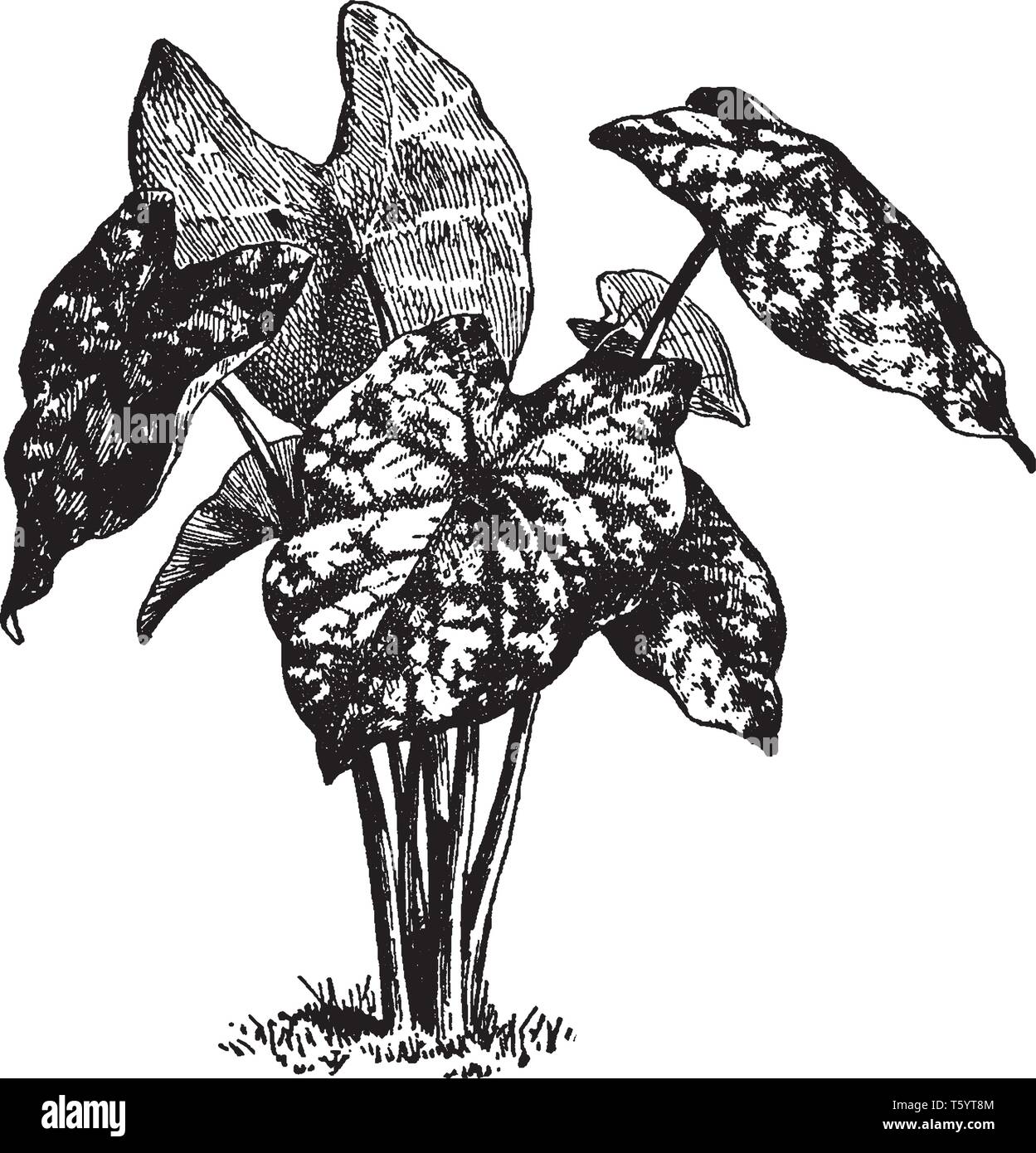 This is a picture of Caladium Humboldtii. It has heart shaped leaves ...