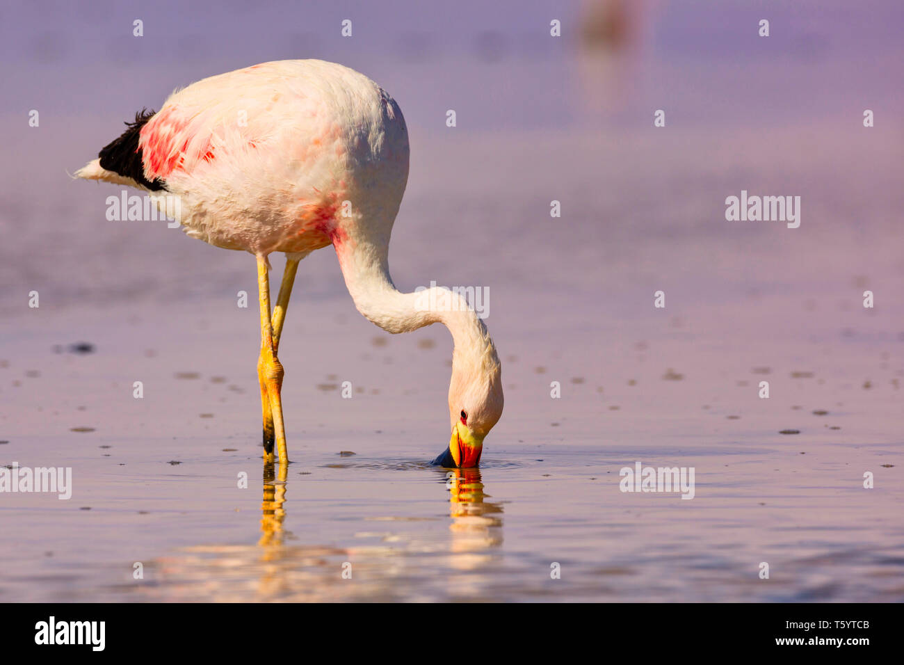 Andean flamingo (Phoenicoparrus andinus Stock Photo - Alamy