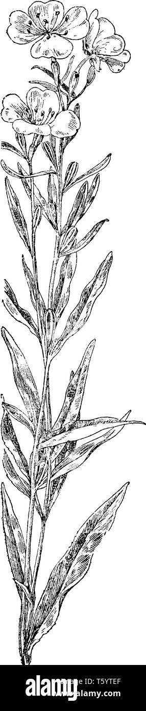 Open flower bud Stock Vector Images - Alamy