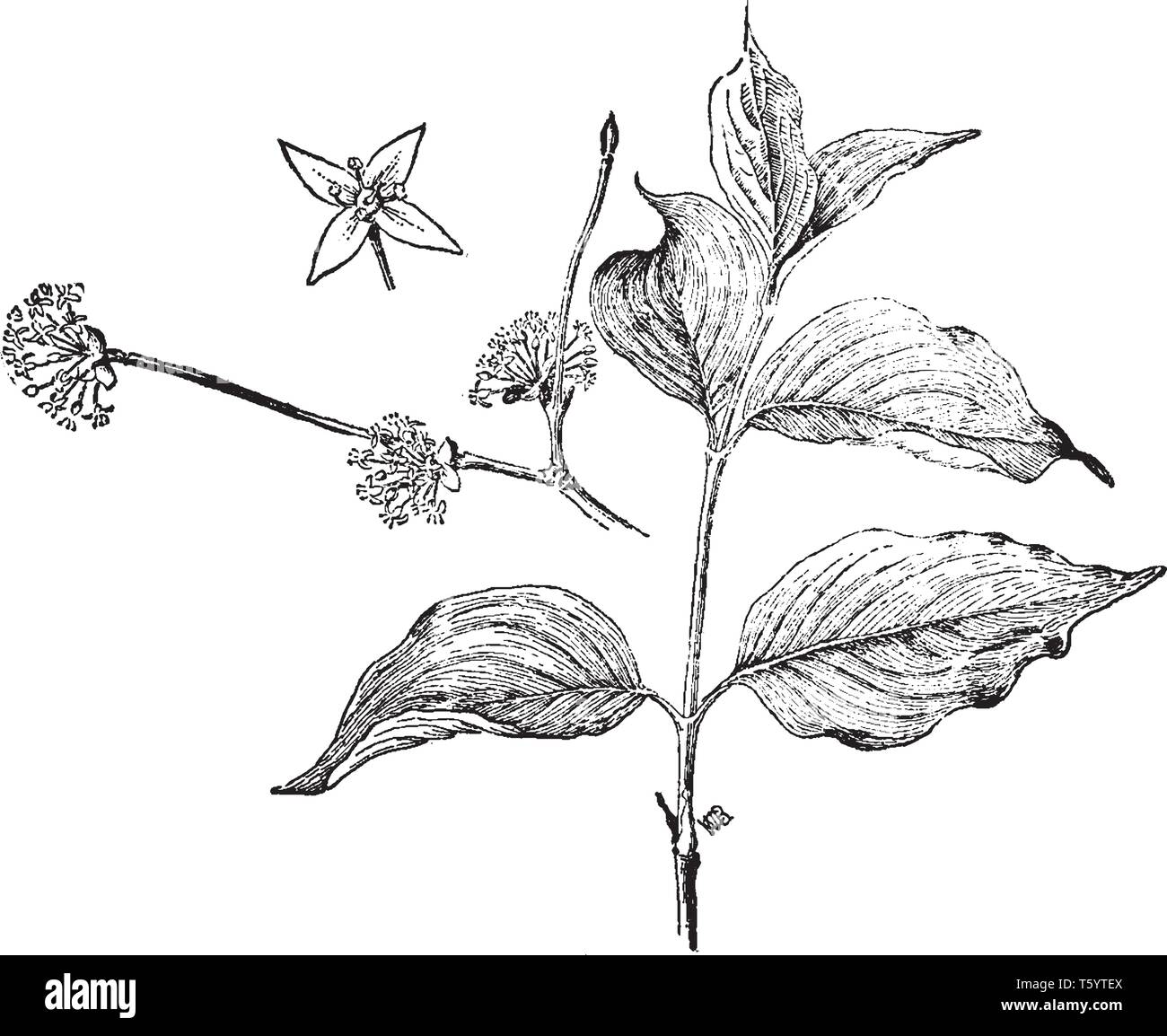 Perfect shrub Stock Vector Images - Alamy