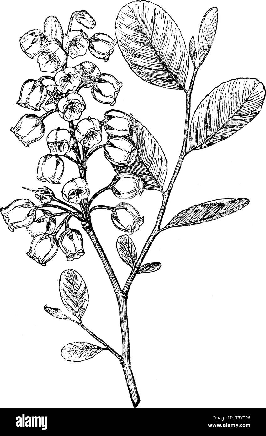 Zenobia Pulverulenta is a white flower plant. The leaves are spirally ...