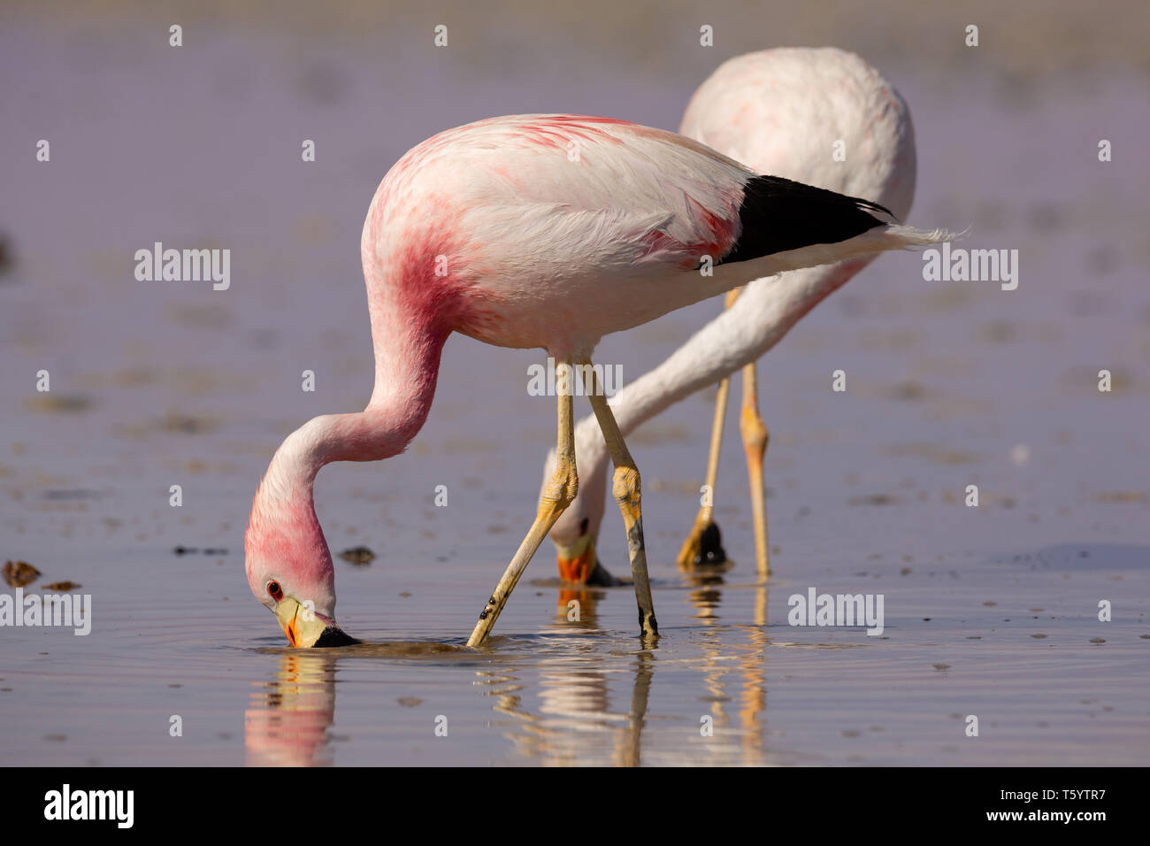 Andean flamingos (Phoenicoparrus andinus Stock Photo - Alamy
