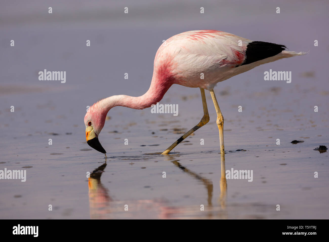 Andean flamingo (Phoenicoparrus andinus Stock Photo - Alamy