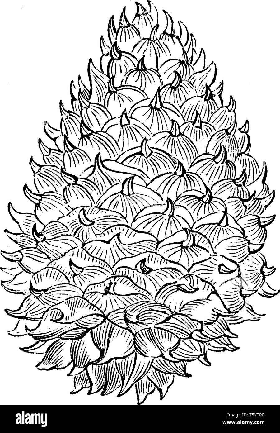 A picture showing Table mountain pine which is the common name of Pinus ...