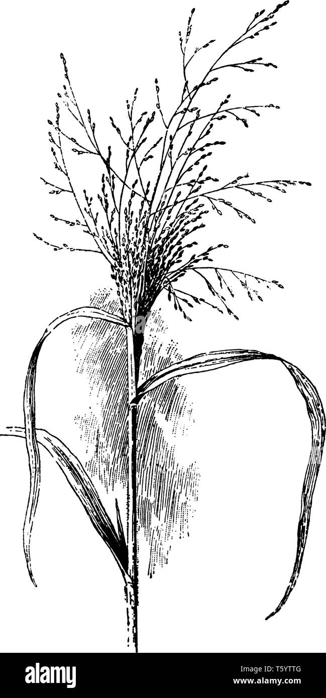 Black tickle Stock Vector Images - Alamy