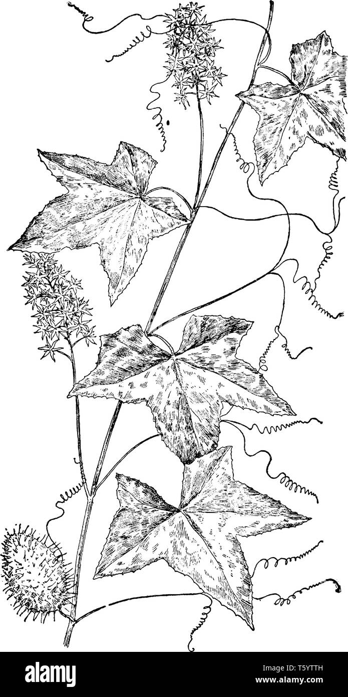 Entwine art Black and White Stock Photos & Images - Alamy