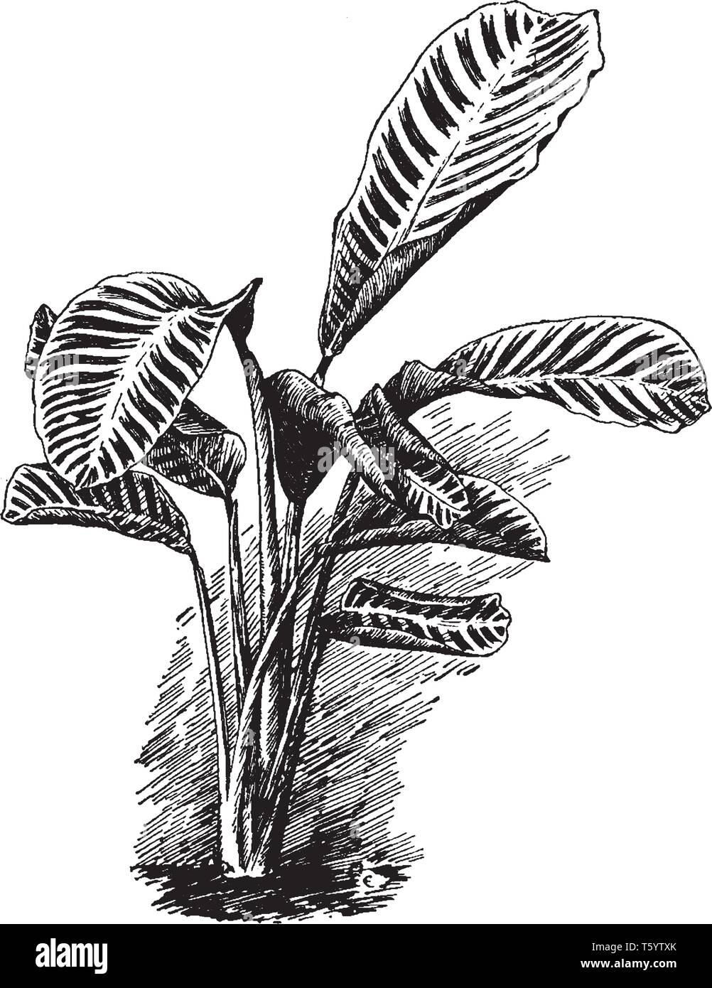 This is picture of Calathea Zebrina. It is an evergreen plant. It has ...