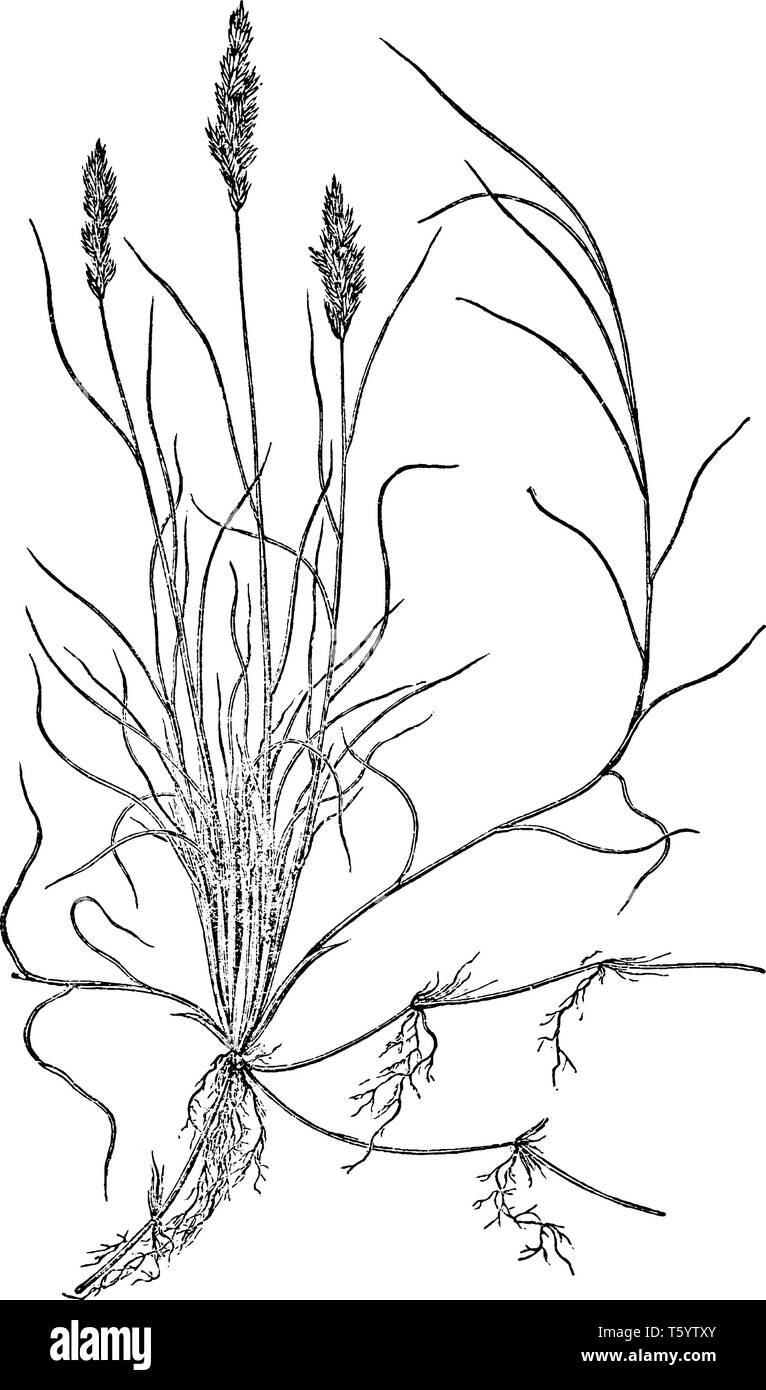 Black sea shores Stock Vector Images - Alamy