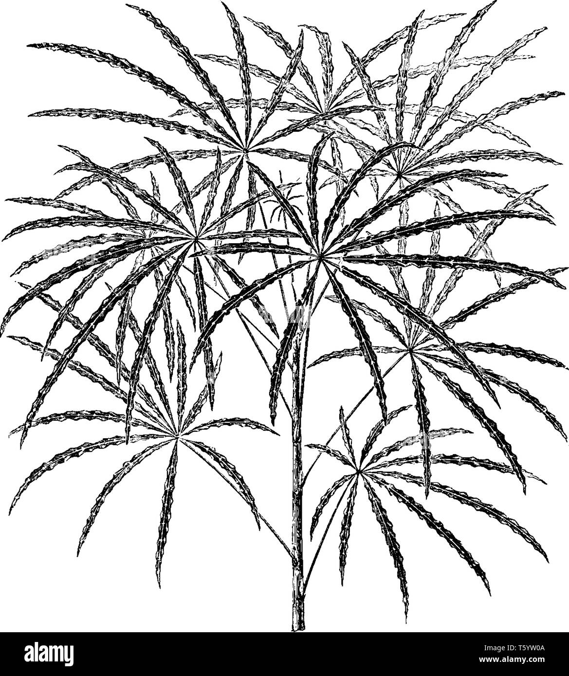 Finger aralia hi-res stock photography and images - Alamy