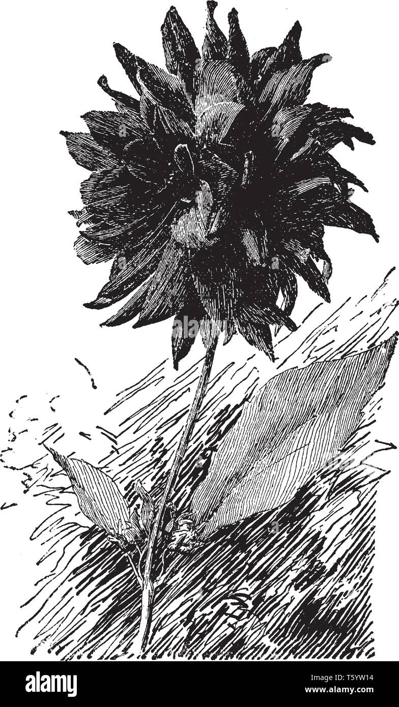 Cactus dahlia flower Stock Vector Images - Alamy