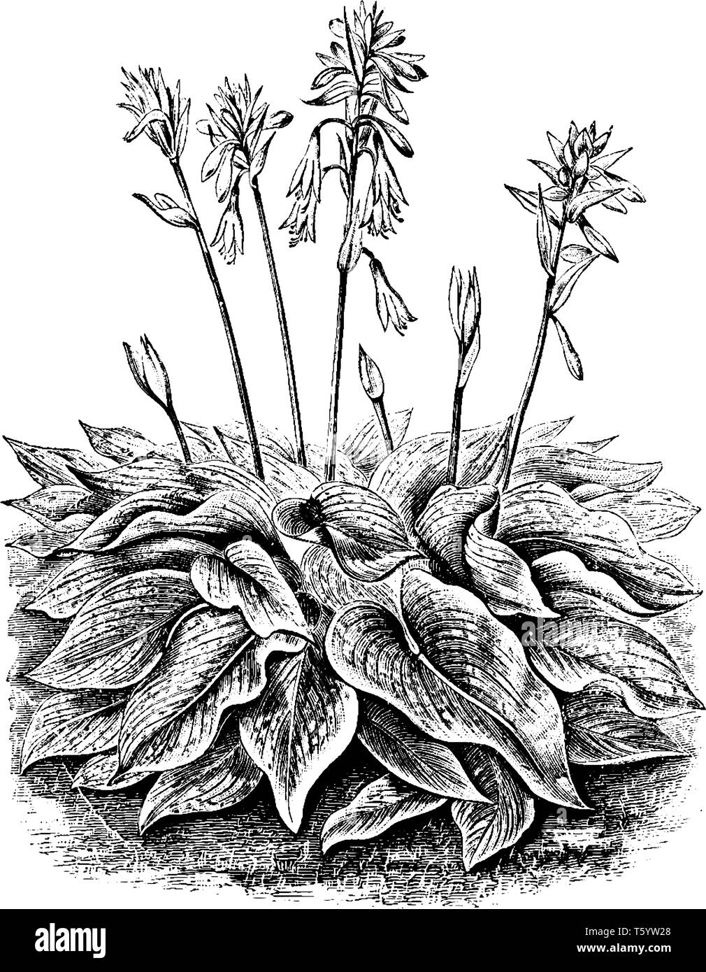 Downside picture Stock Vector Images - Alamy