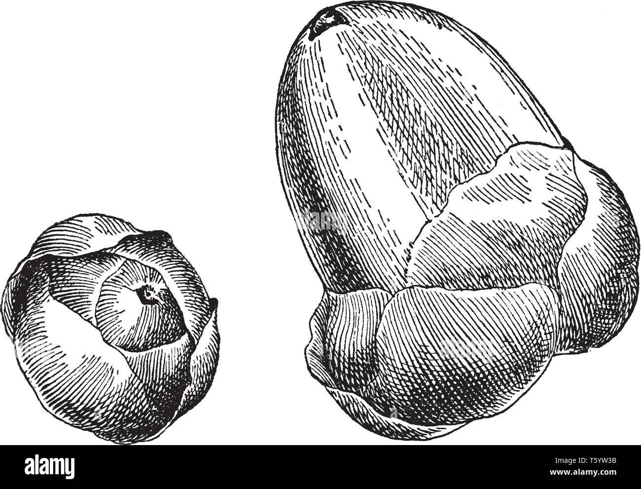 This frame shows the process of becoming a coconut. When coconut is ...