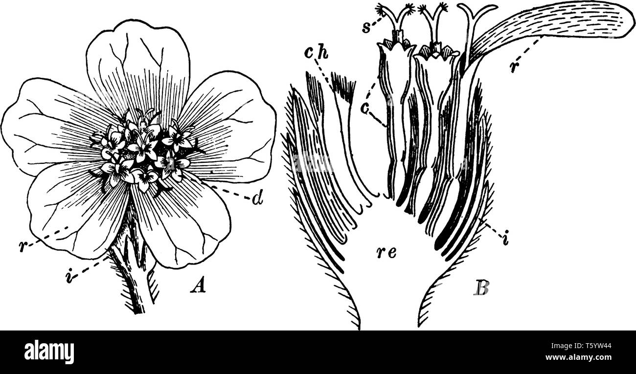 Yarrow Black and White Stock Photos & Images - Alamy