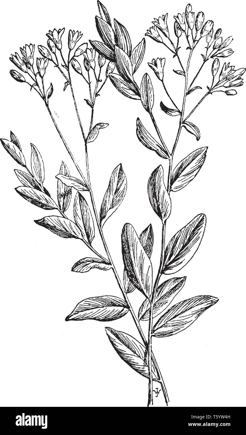 Comandra umbellata Cut Out Stock Images & Pictures - Alamy